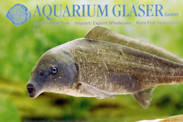 mormyrid - Aquarium Glaser GmbH