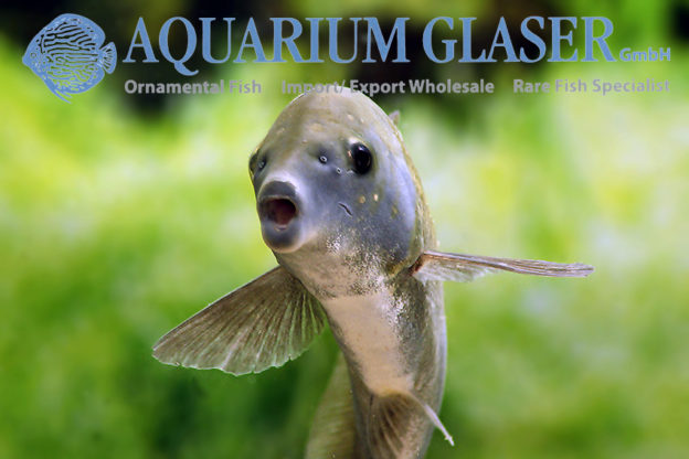 Mormyrus rume - Aquarium Glaser GmbH