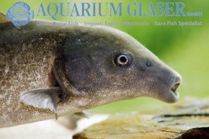 Mormyrus rume - Aquarium Glaser GmbH
