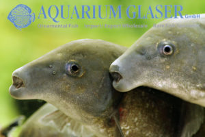 Mormyrus rume - Aquarium Glaser GmbH
