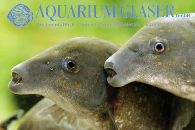 Mormyrus rume - Aquarium Glaser GmbH