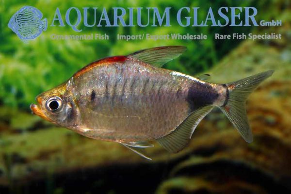 09. Characoids: tetra relationship - Page 3 of 5 - Aquarium Glaser GmbH