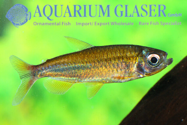 Phenacogrammus sp. „Fantastique“ - Aquarium Glaser GmbH