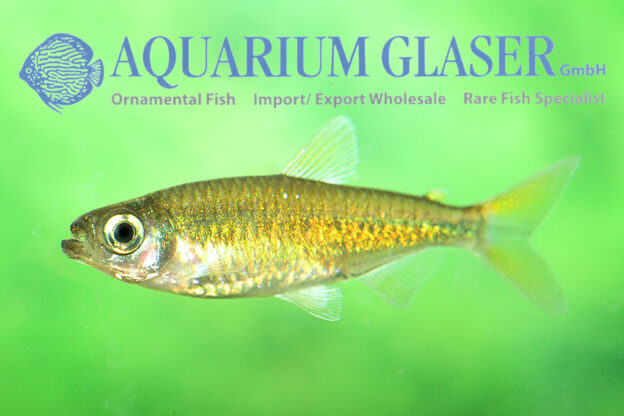 Phenacogrammus sp. „Fantastique“ - Aquarium Glaser GmbH