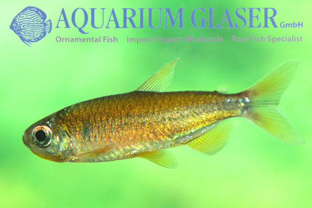 Phenacogrammus sp. „Fantastique“ - Aquarium Glaser GmbH