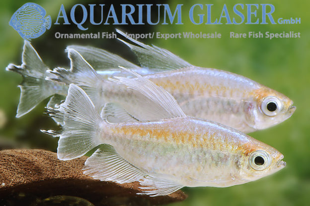 09. Characoids: tetra relationship - Page 2 of 5 - Aquarium Glaser GmbH