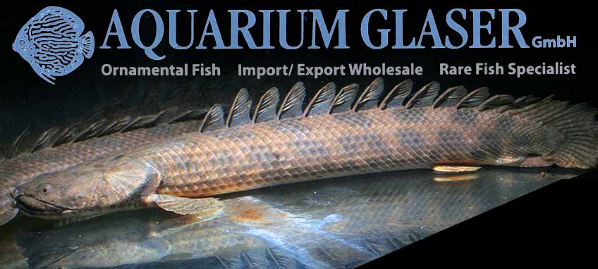 Polypterus Weeksii