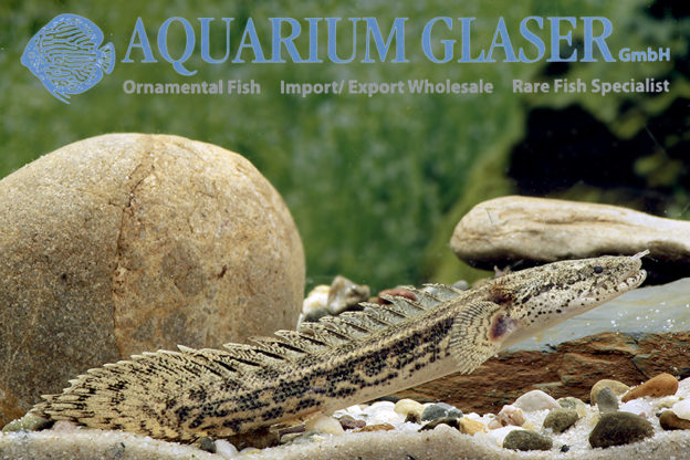 Polypterus ansorgii - Aquarium Glaser GmbH