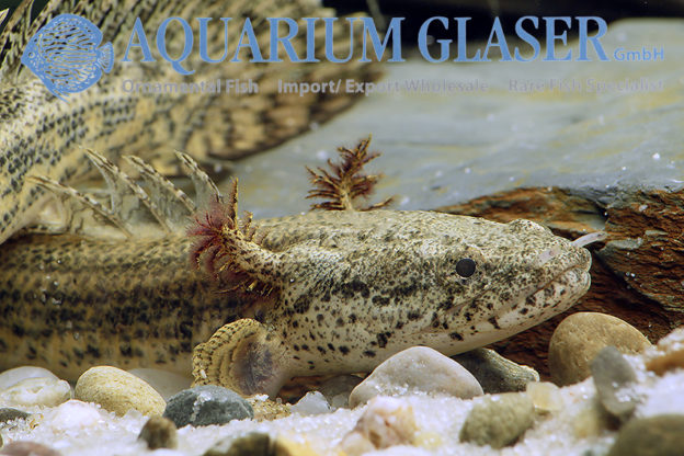 Polypterus ansorgii - Aquarium Glaser GmbH