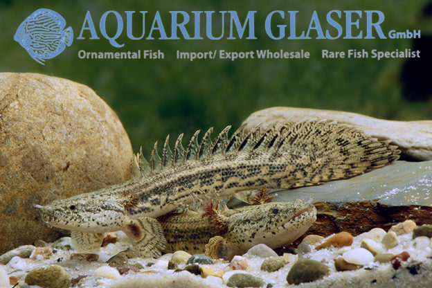 Polypterus ansorgii - Aquarium Glaser GmbH