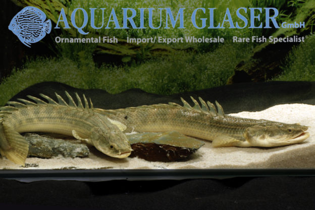 Polypterus lapradei - Aquarium Glaser GmbH
