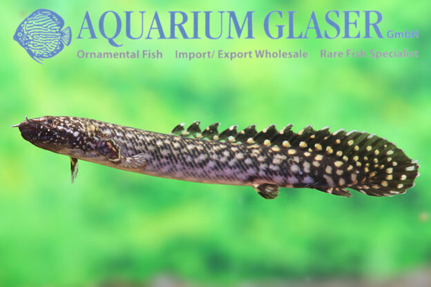 Polypterus ornatipinnis - Aquarium Glaser GmbH