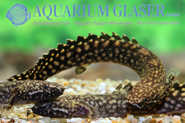 Polypterus ornatipinnis - Aquarium Glaser GmbH