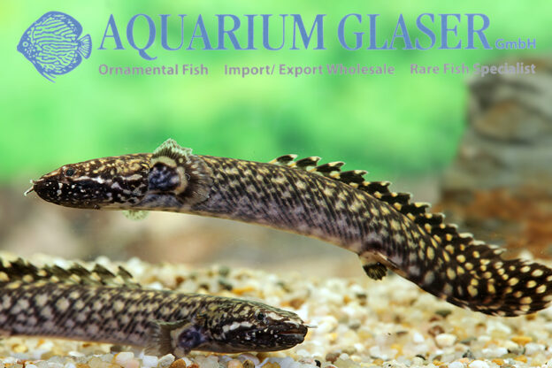Polypterus ornatipinnis - Aquarium Glaser GmbH