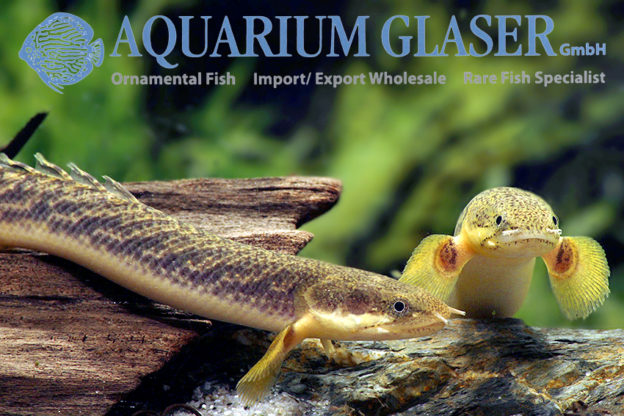 02. Living fossils - Aquarium Glaser GmbH