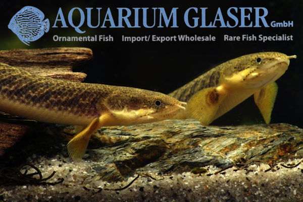Polypterus palmas - Aquarium Glaser GmbH