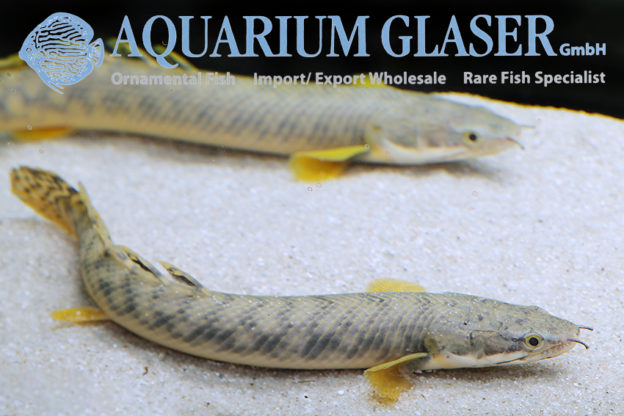 Polypterus polli - Aquarium Glaser GmbH
