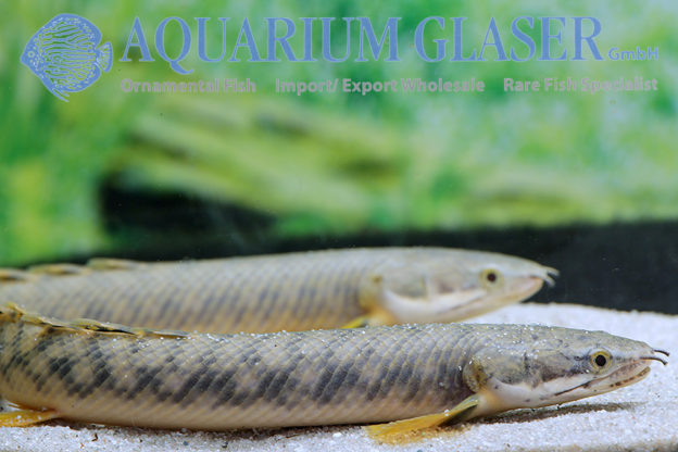Polypterus polli - Aquarium Glaser GmbH