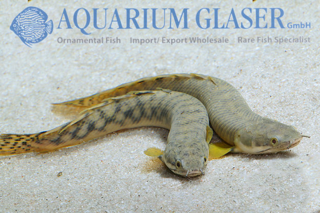 Polypterus polli - Aquarium Glaser GmbH