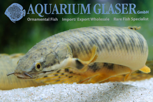 Polypterus polli - Aquarium Glaser GmbH