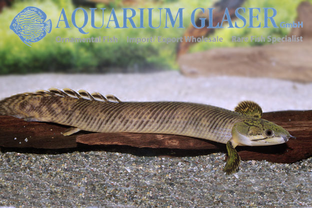 Polypterus mokelembembe - Aquarium Glaser GmbH