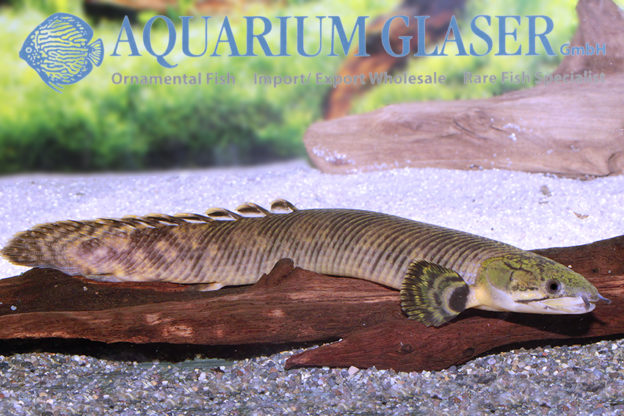 Polypterus mokelembembe - Aquarium Glaser GmbH