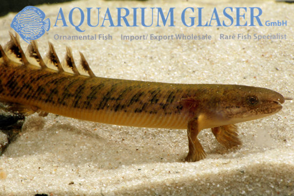 Polypterus teugelsi Bred - Aquarium Glaser GmbH