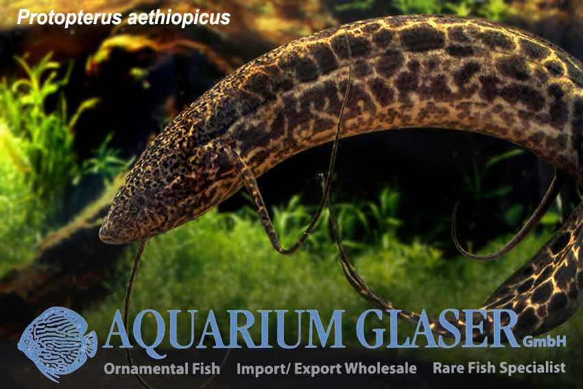 Lungenfische aus dem Kongo - Aquarium Glaser GmbH