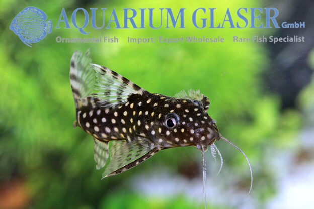 Synodontis angelicus - Aquarium Glaser GmbH