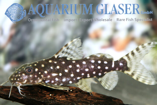 Synodontis angelicus - Aquarium Glaser GmbH