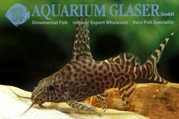 Synodontis eupterus - Aquarium Glaser GmbH