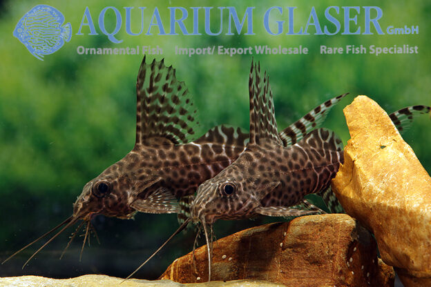 Synodontis eupterus - Aquarium Glaser GmbH