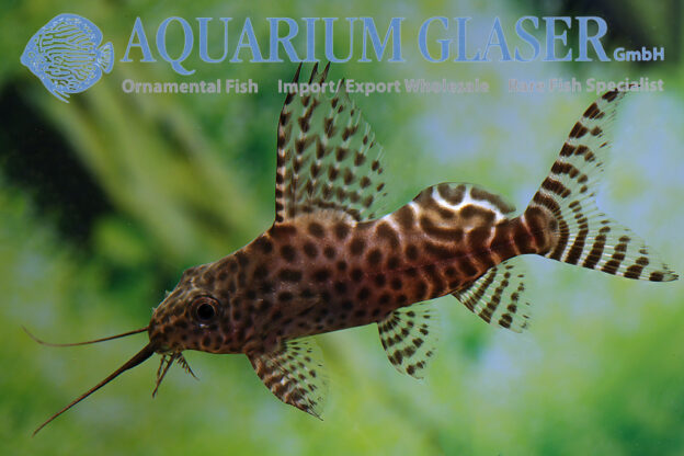 Synodontis eupterus - Aquarium Glaser GmbH