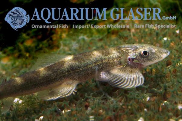 Pseudohomaloptera sp - A new dwarfish hillstream loach from Vietnam ...