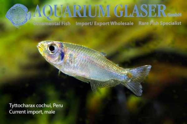Dwarf Tetras from Peru 2: Tyttocharax cochui - Aquarium Glaser GmbH