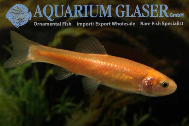 American Gold Minnows from Florida arrived - Aquarium Glaser GmbH