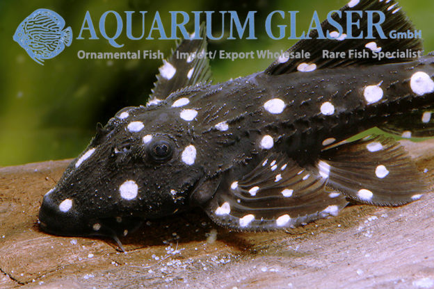 Acanthicus adonis - Aquarium Glaser GmbH