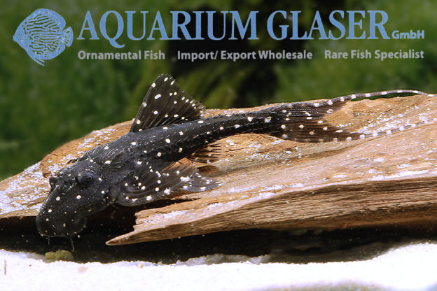 Acanthicus adonis - Aquarium Glaser GmbH