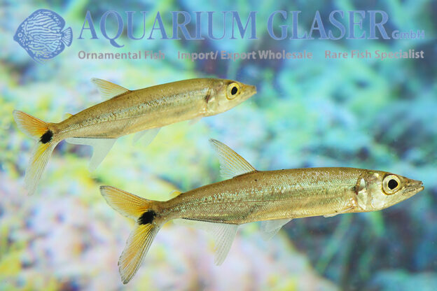Acestrorhynchus microlepis - Aquarium Glaser GmbH