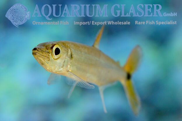 Acestrorhynchus microlepis - Aquarium Glaser GmbH