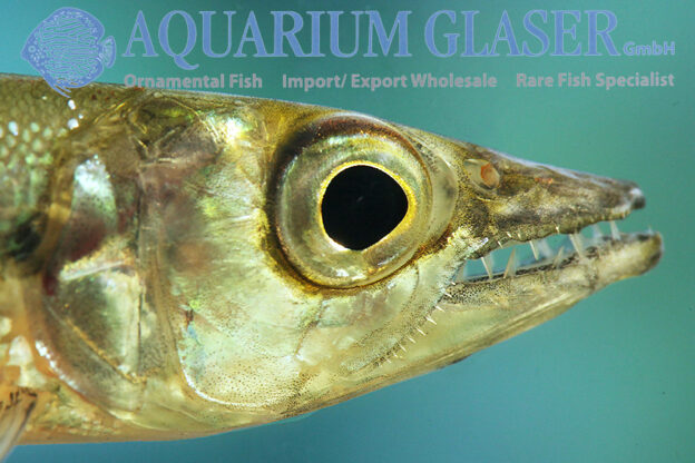 Acestrorhynchus microlepis - Aquarium Glaser GmbH