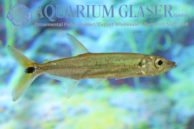 Acestrorhynchus microlepis - Aquarium Glaser GmbH