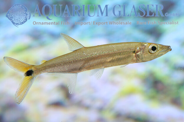Acestrorhynchus microlepis - Aquarium Glaser GmbH