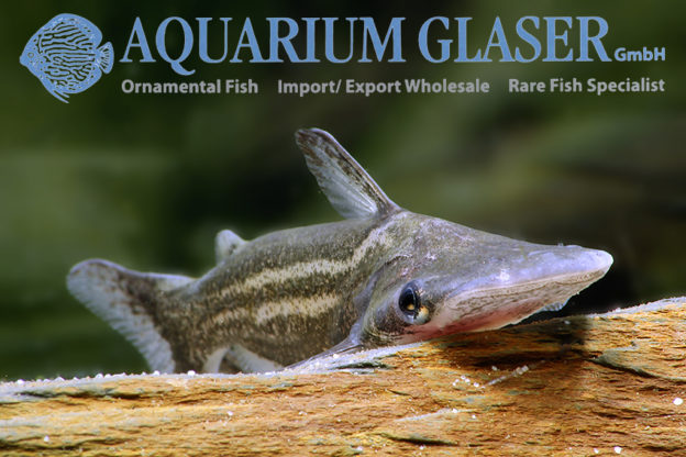 Ageneiosus lineatus (= sp. III Green Stripe) - Aquarium Glaser GmbH