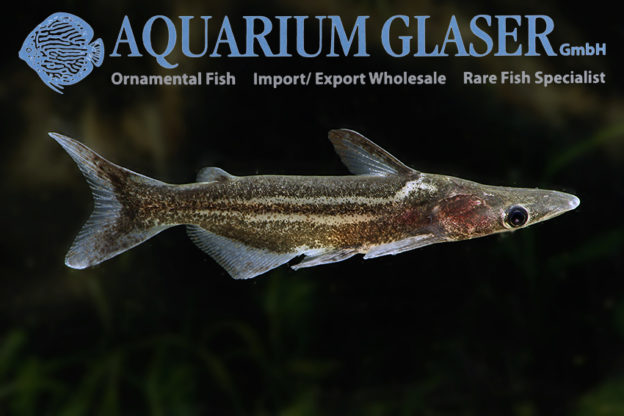 dolphin catfish - Aquarium Glaser GmbH