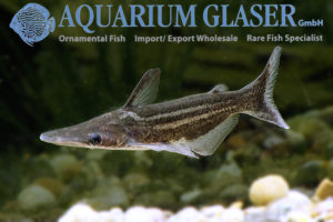 dolphin catfish - Aquarium Glaser GmbH