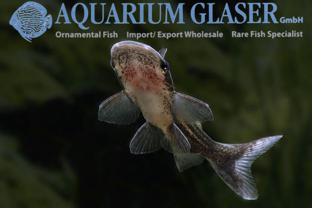 dolphin catfish - Aquarium Glaser GmbH