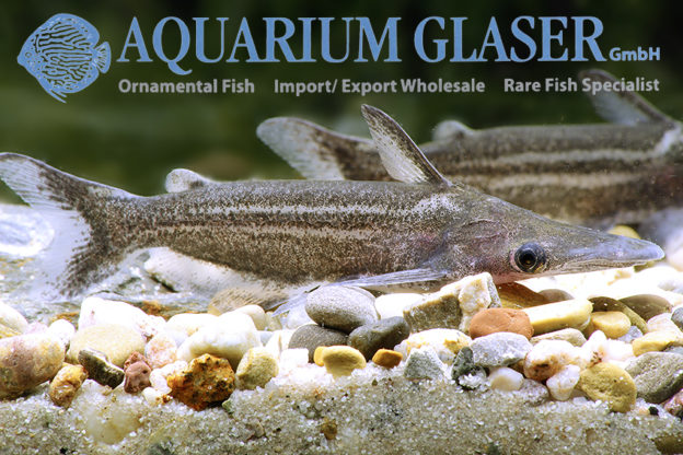 dolphin catfish - Aquarium Glaser GmbH