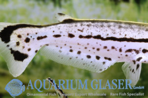 Ageneiosus magoi - Aquarium Glaser GmbH