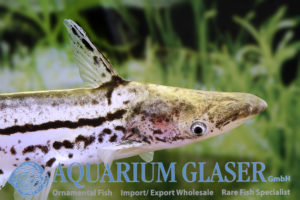 Ageneiosus magoi - Aquarium Glaser GmbH
